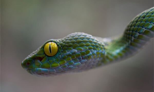 These Unique Snakes Have Truly Hypnotic Eyes - A-Z Animals Slideshows