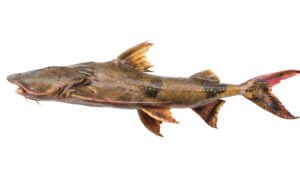 River Monsters: Discover the Largest Fish in the Ganges River - A-Z Animals