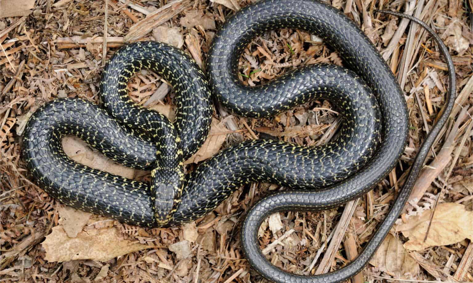 These Unique Snakes Have Truly Hypnotic Eyes - A-Z Animals Slideshows
