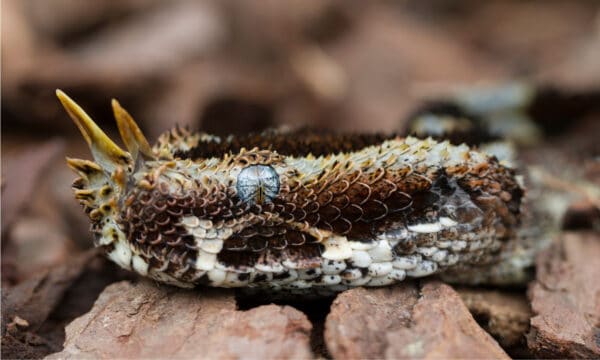 The 5 Largest Movie Snakes and Their Real-Life Equivalents - A-Z Animals