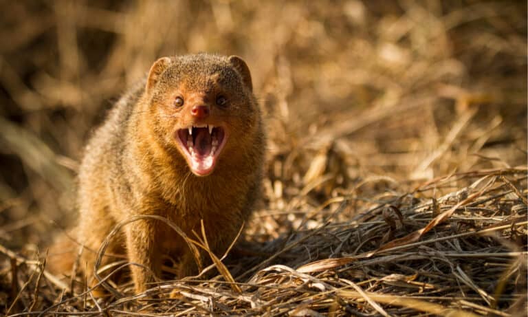 Every Animal in Virgin Islands National Park - A-Z Animals