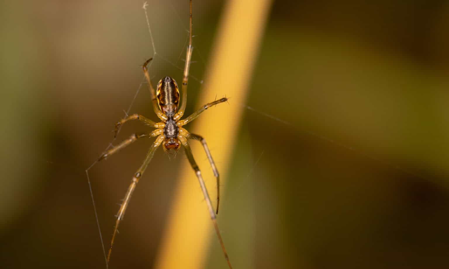 10 Spiders in Maine - A-Z Animals
