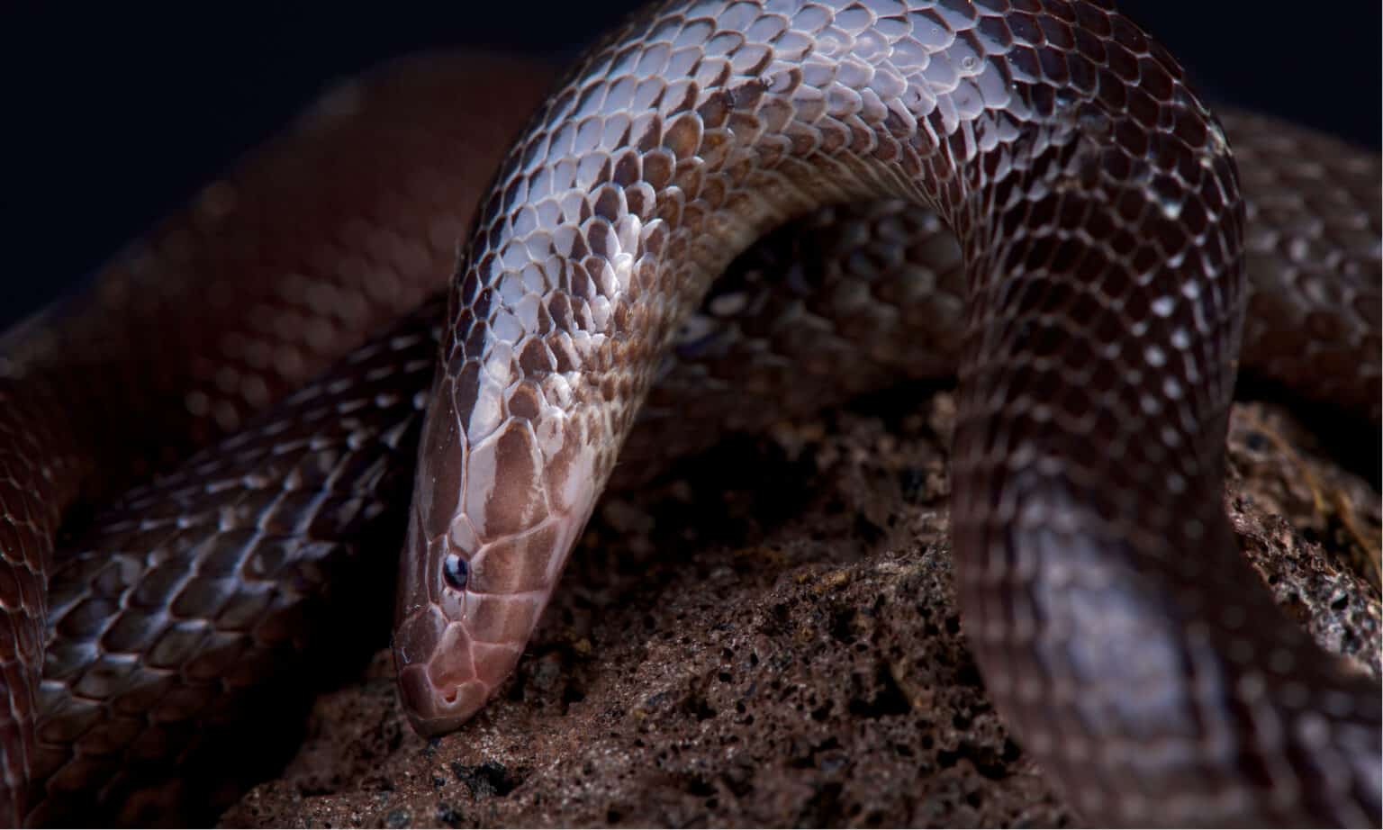 10 Snakes That Burrow Underground - A-Z Animals