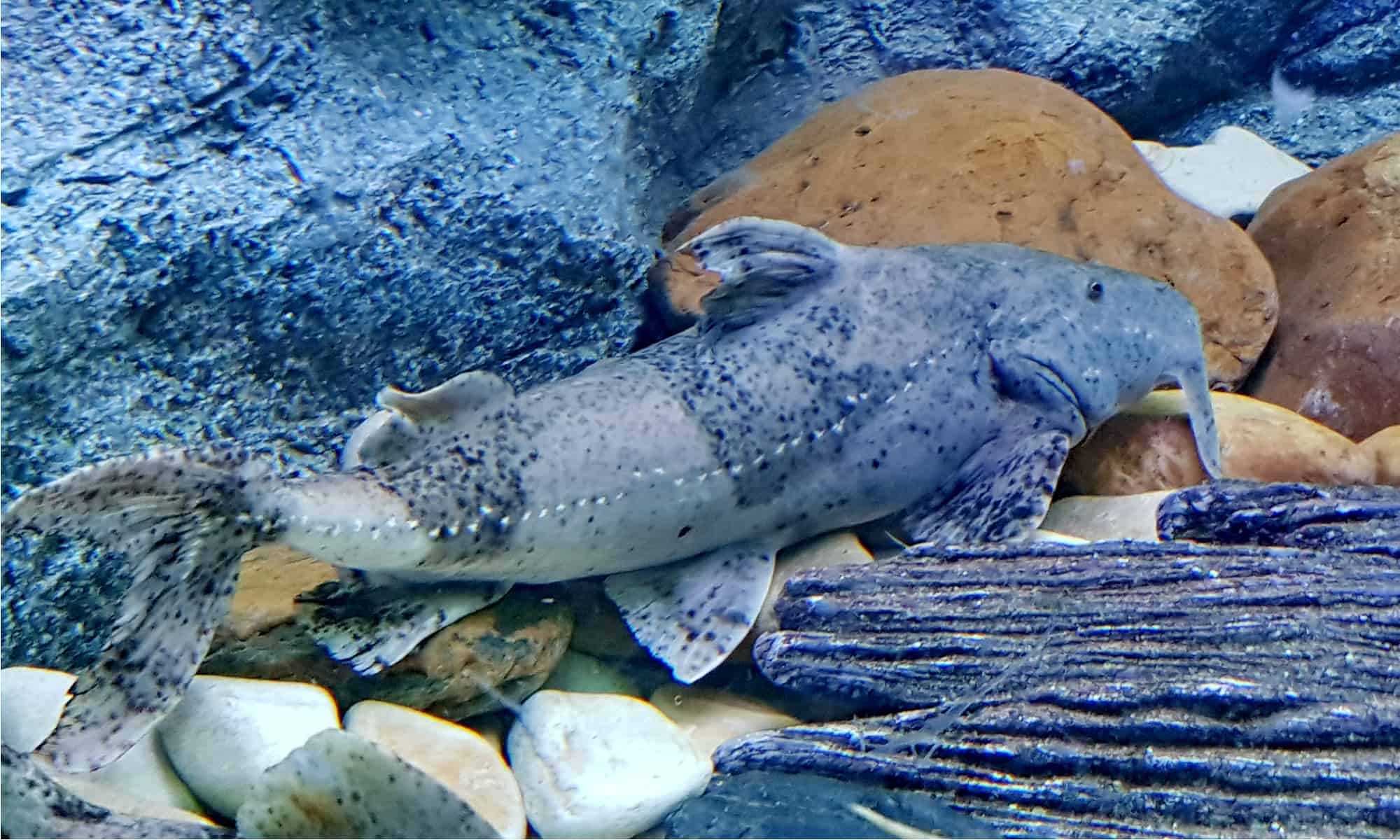 Goonch Catfish Pictures AZ Animals Goonch Catfish Pictures AZ Animals