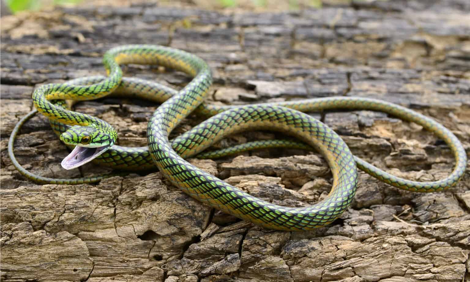 Parrot Snake Animal Facts - Leptophis ahaetulla - A-Z Animals