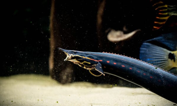 Fire Eel Animal Facts - Mastacembelus erythrotaenia - A-Z Animals