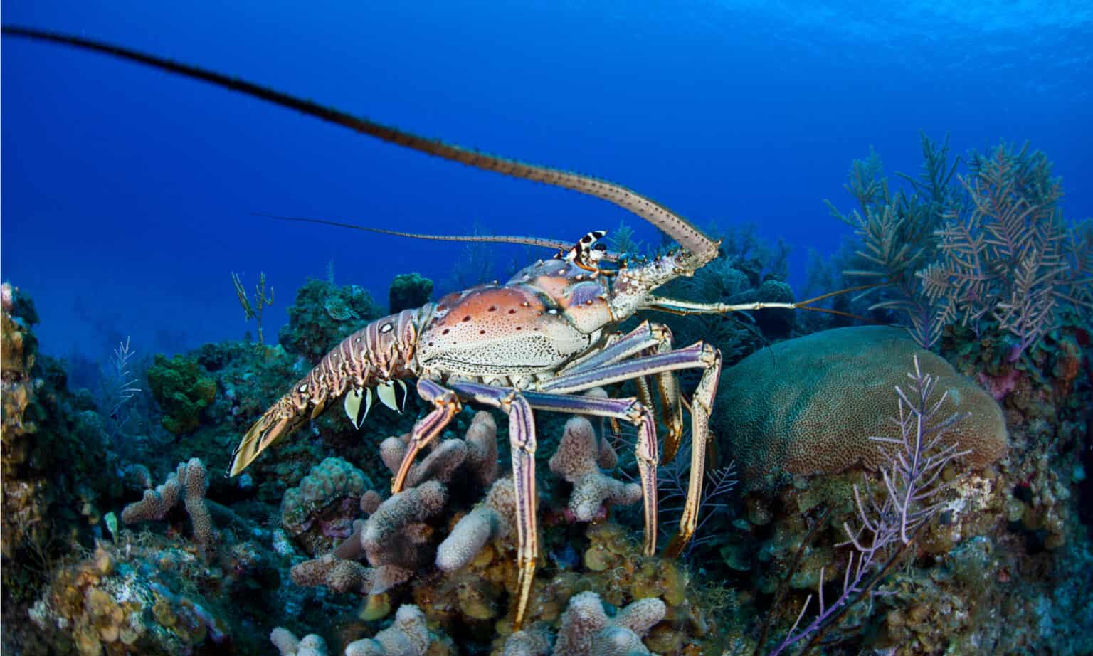 How Many Legs Do Lobsters Have? 5 Interesting Facts About Lobster Legs ...