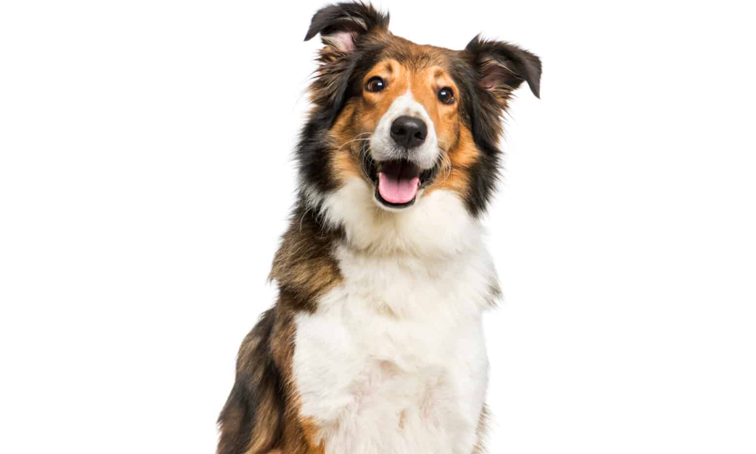 Scotch Collie vs Rough Collie: What’s the Difference? - A-Z Animals