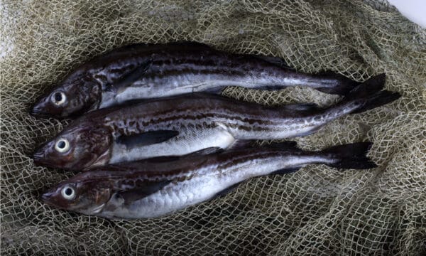 Haddock vs Alaska Pollock: The Key Differences - A-Z Animals