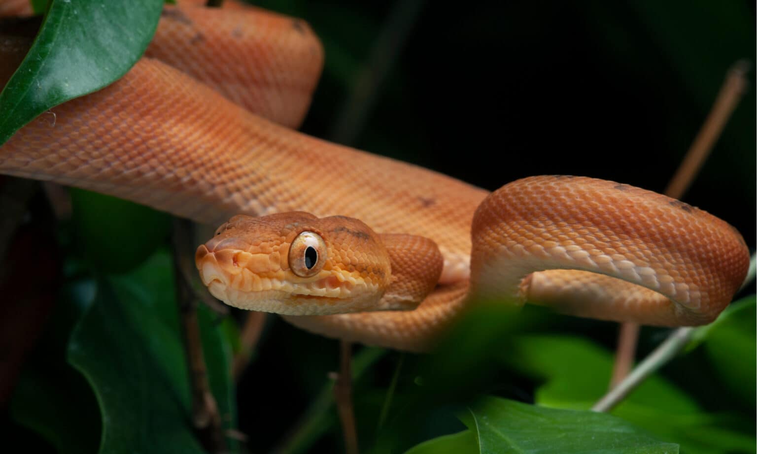 Discover 20 Incredible Red Snakes (7 Are Venomous!) - A-Z Animals