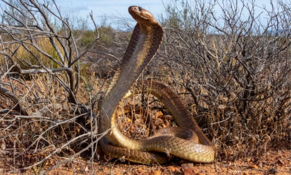 Cape Cobra Bite: Why it has Enough Venom to Kill 9 Humans & How to ...
