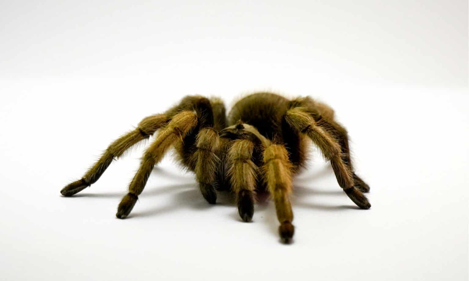 Arizona Blonde Tarantula Animal Facts - Aphonopelma chalcodes - A-Z Animals