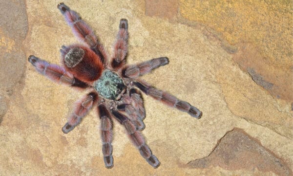 15 of the Most Colorful Spiders in the World - A-Z Animals