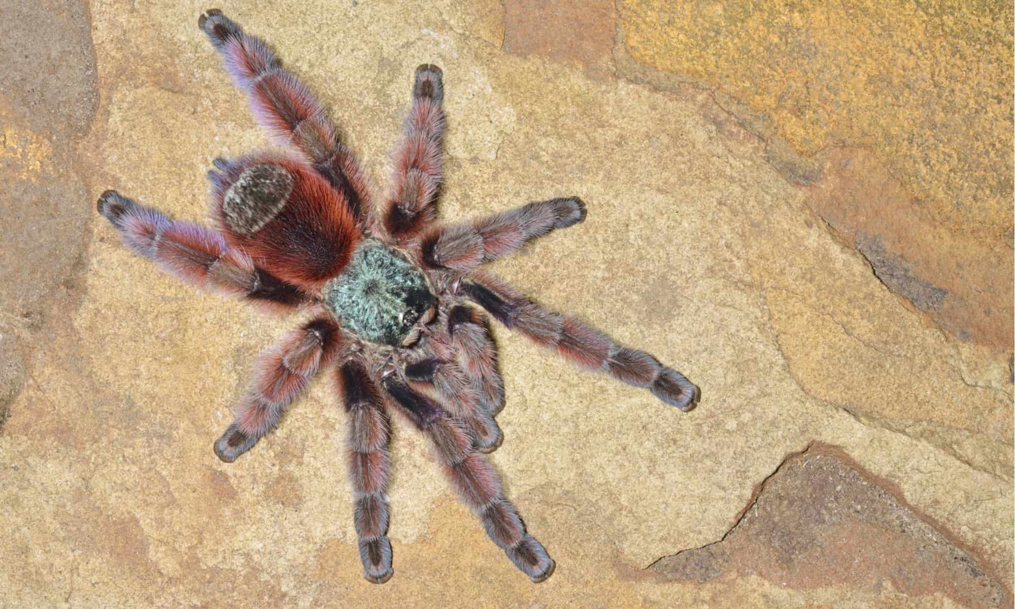 15 of the Most Colorful Spiders in the World - A-Z Animals
