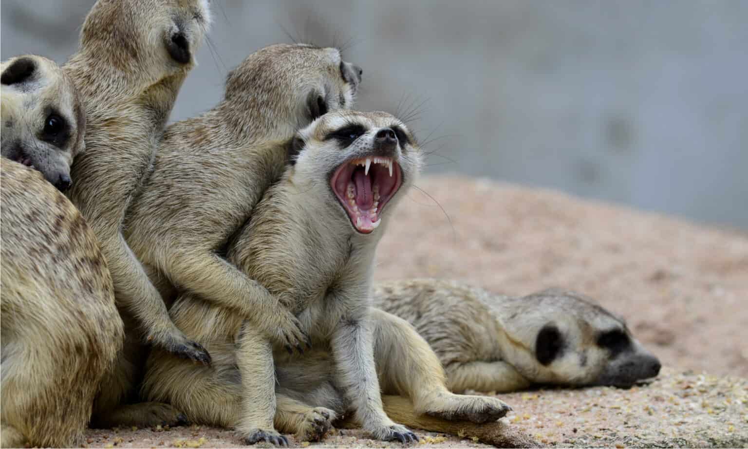 Why Meerkats Stand Up - A-Z Animals