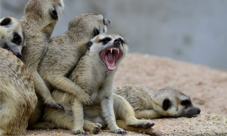 Meerkat vs. Prairie Dog: What Are The Key Differences? - A-Z Animals