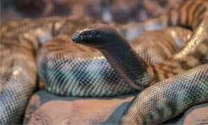 Black-headed python - A-Z Animals