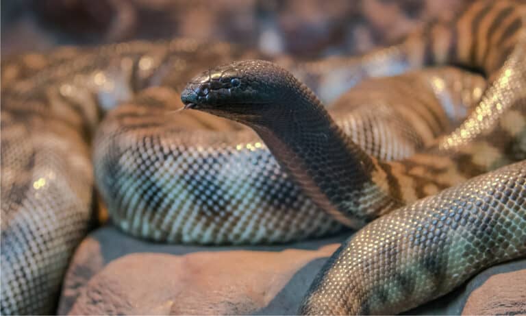 Black-headed python Animal Facts - Aspidites melanocephalus - A-Z Animals