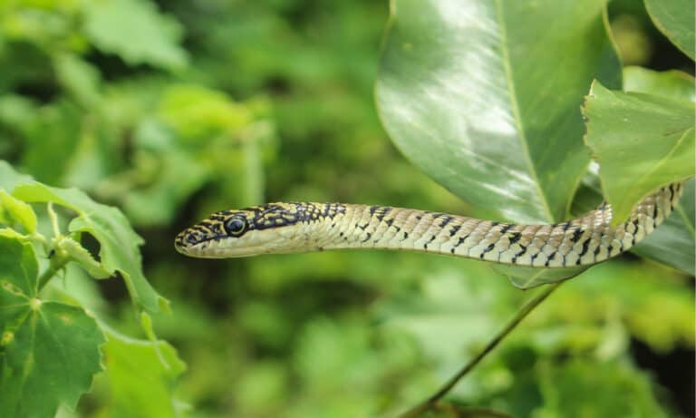 Flying Snake Animal Facts - Chrysopelea ornata - A-Z Animals