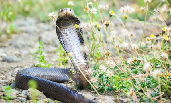 Spitting Cobra Animal Facts - Elapidae (primarily genus Naja; also ...