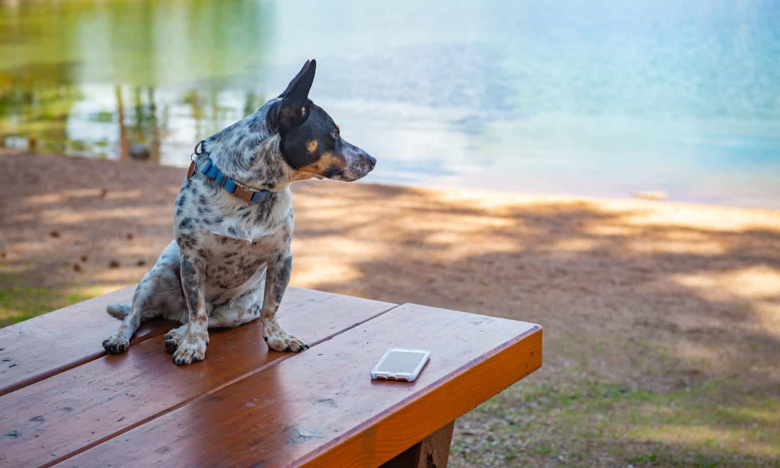 The 240+ Best Western and Cowboy Dog Names - A-Z Animals