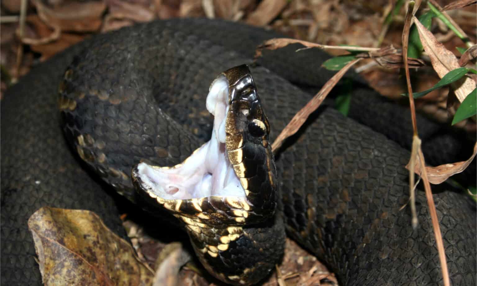 Cottonmouths in North Carolina: Where They Live and How Often They Bite ...