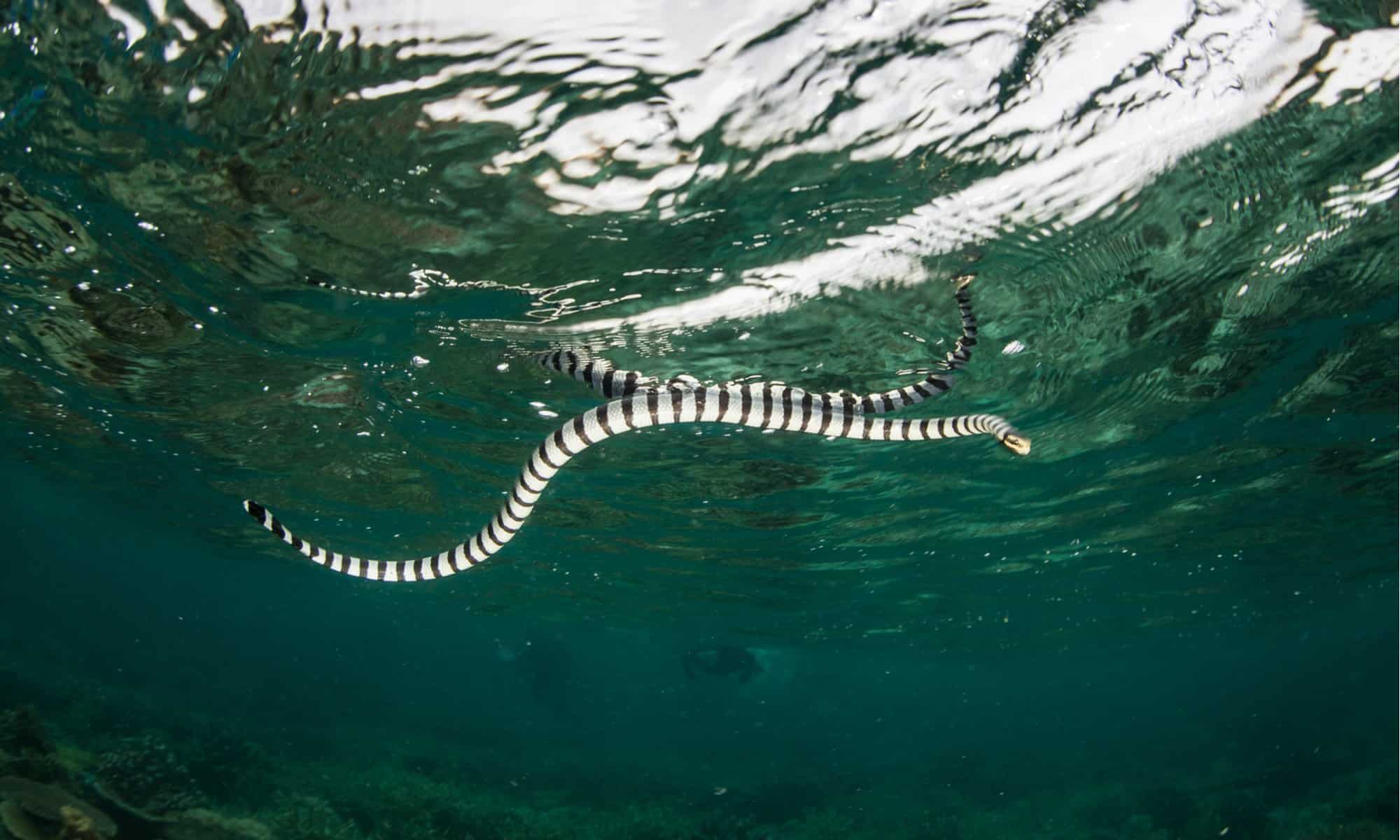 Discover the 2 Sea Snakes That Live Closest to U.S. Beaches - A-Z Animals