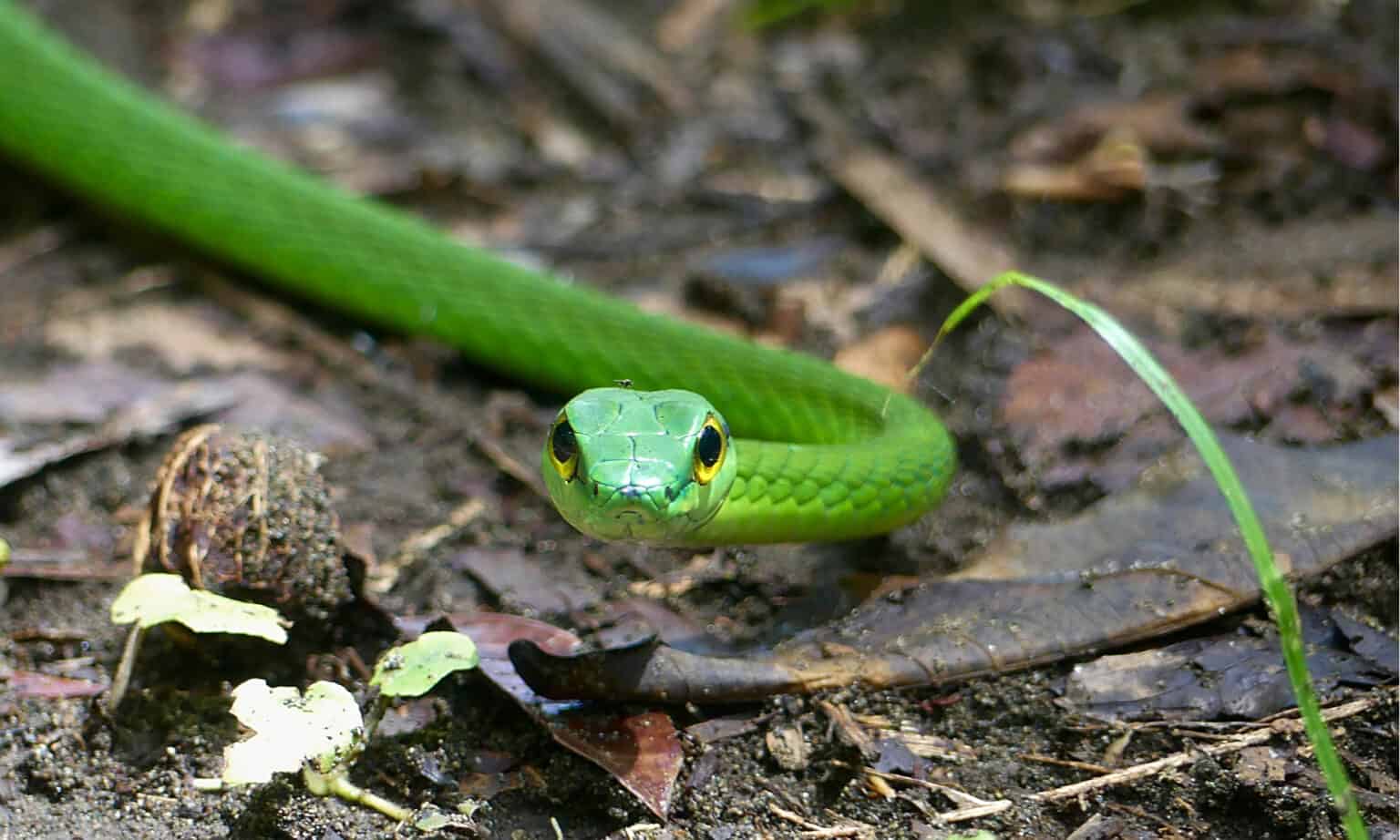 Parrot Snake Animal Facts - Leptophis ahaetulla - A-Z Animals