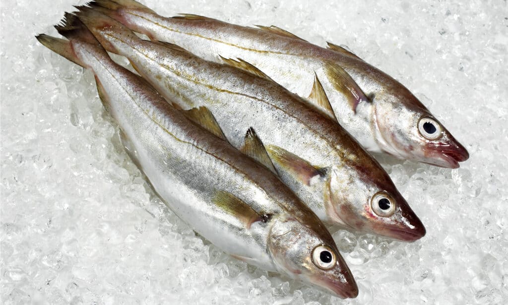 Fish: Different Types, Definitions, Photos, and More - A-Z Animals