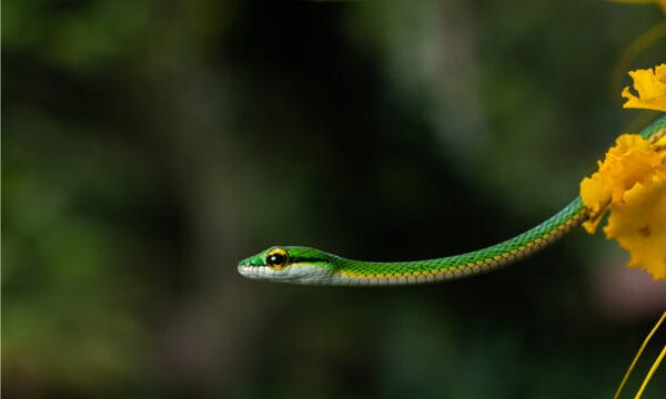 Parrot Snake Animal Facts - Leptophis ahaetulla - A-Z Animals