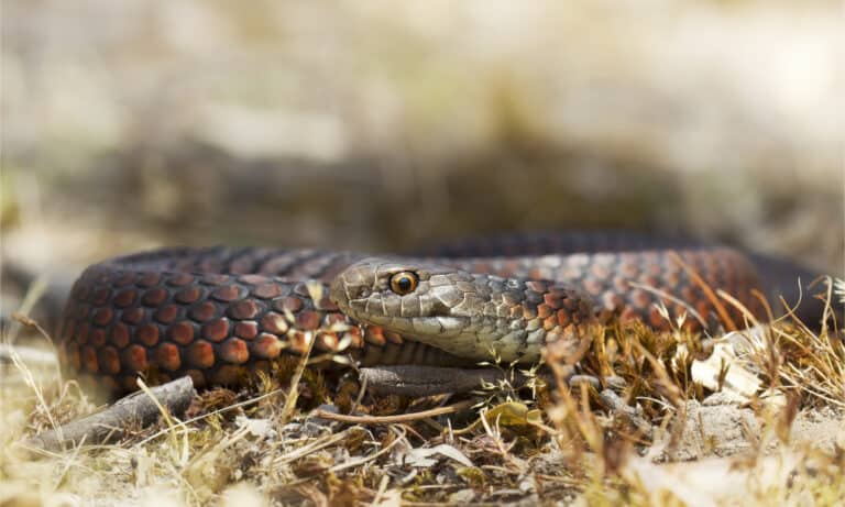 10 Venomous Snakes In Australia - A-Z Animals
