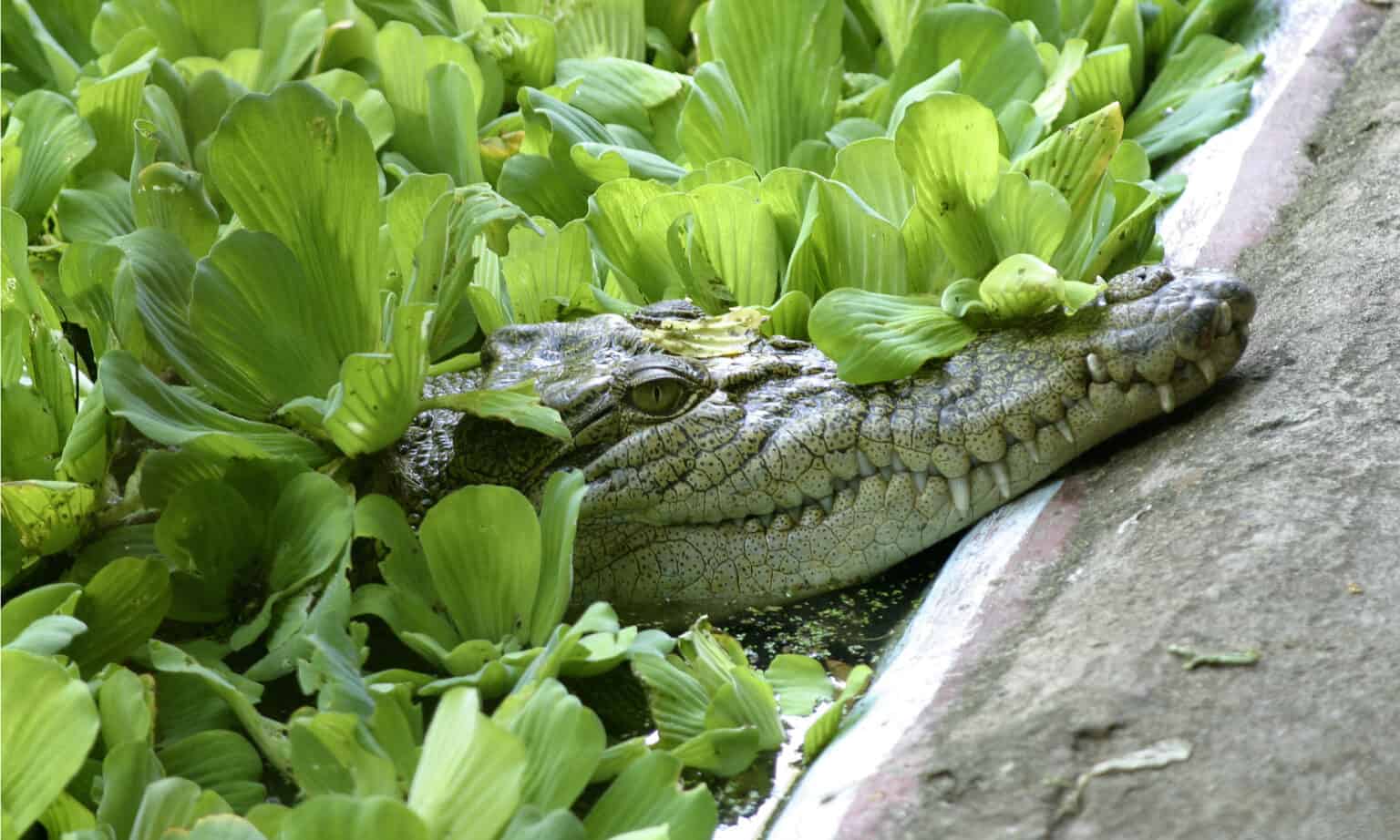 Crocodile Tears: Meaning and Origin of this Common Saying Revealed - A ...