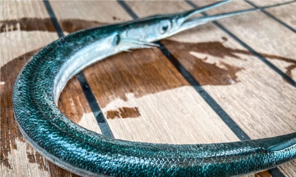 Needlefish Fish Facts - Platybelone argalus - A-Z Animals