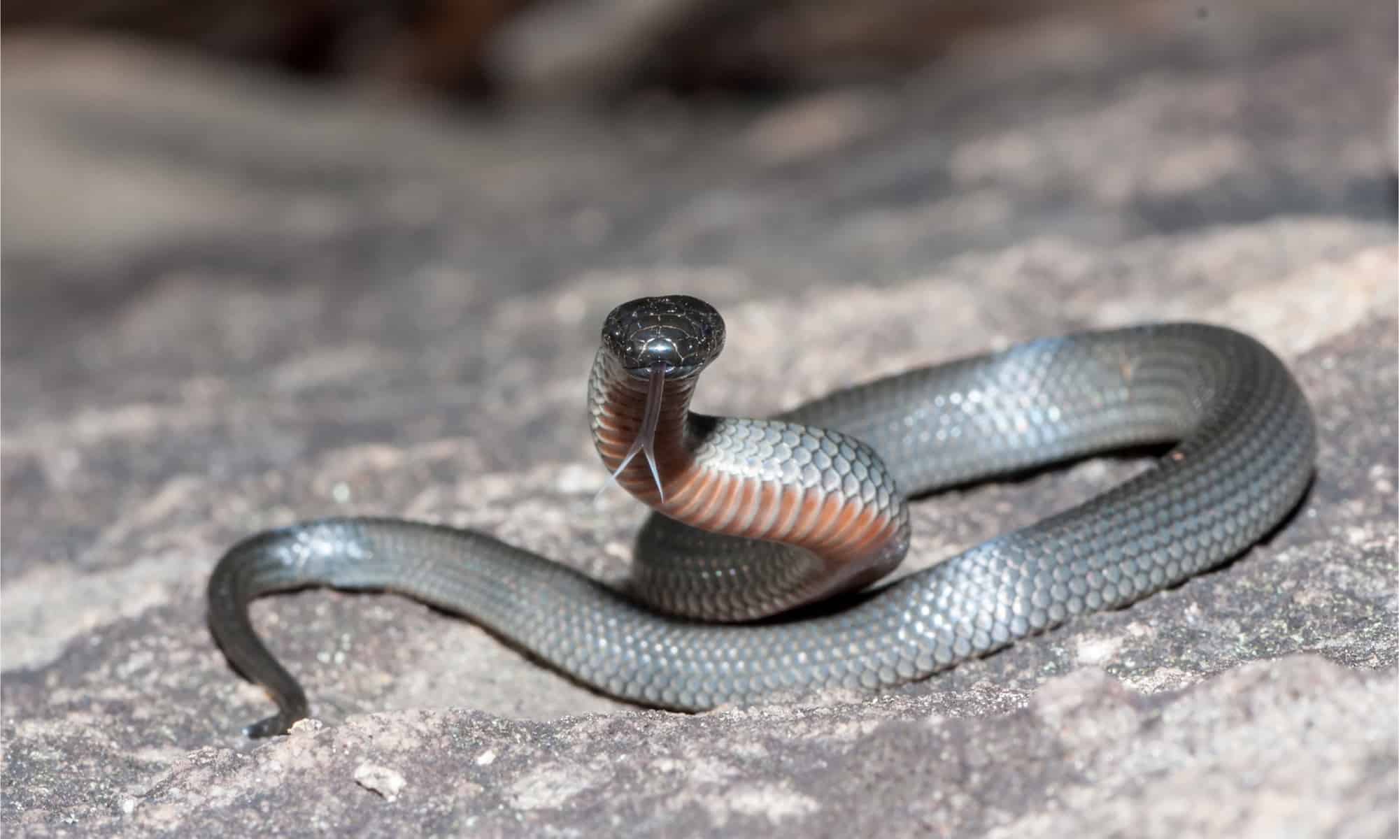 10 Venomous Snakes In Australia - A-Z Animals