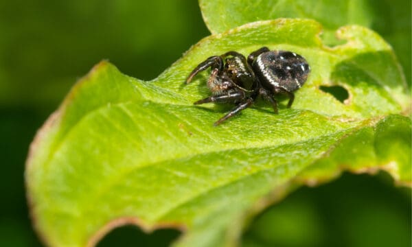 Baby Jumping Spider: 7 Pictures and 7 Incredible Facts - A-Z Animals