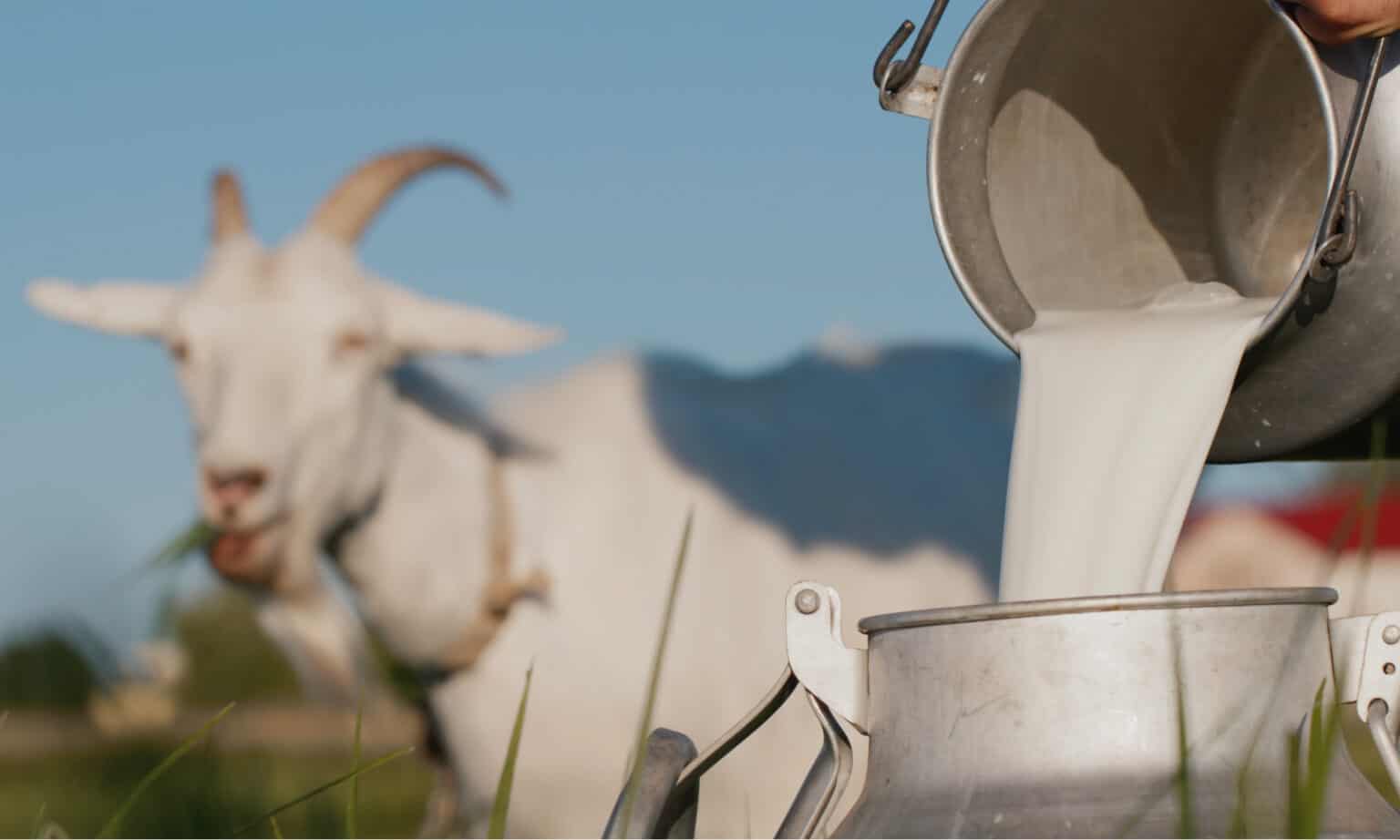 Goat vs Cow Milk: Which Is Better For You? - A-Z Animals