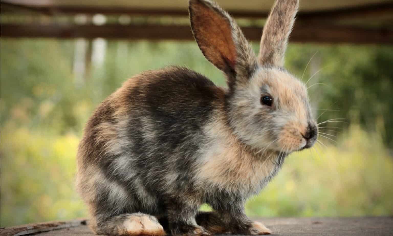 Rabbit Animal Facts - Oryctolagus cuniculus - A-Z Animals