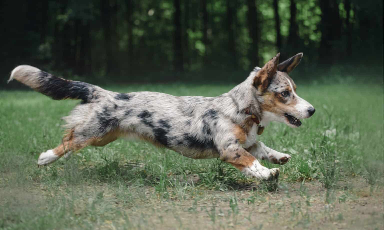 American Corgi vs Cowboy Corgi: What’s the Difference? - A-Z Animals