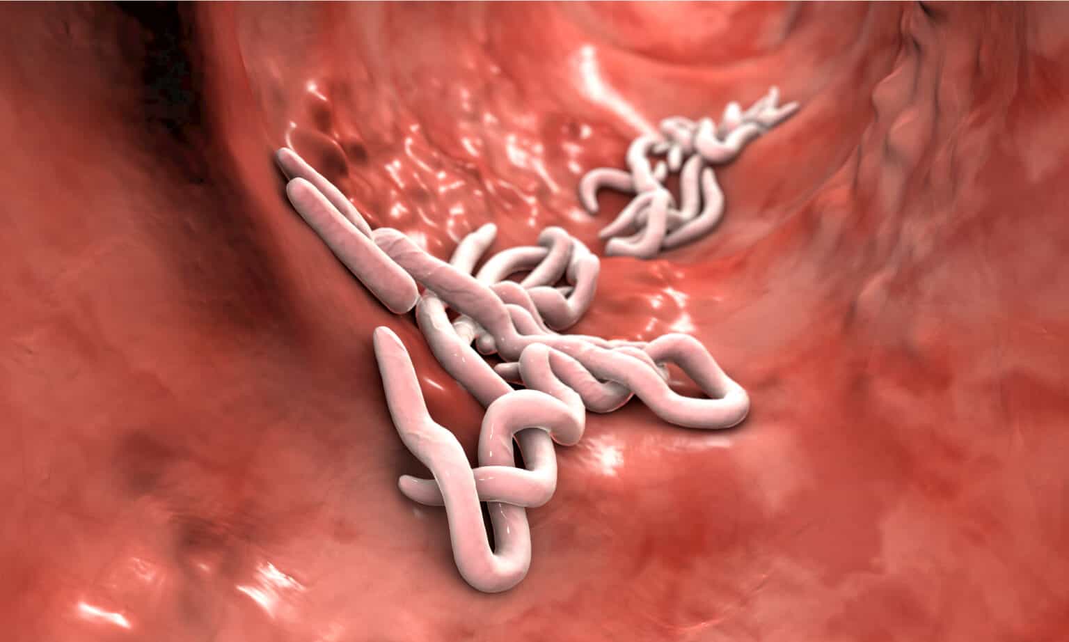 13 Living Creatures Found on the Human Body - A-Z Animals