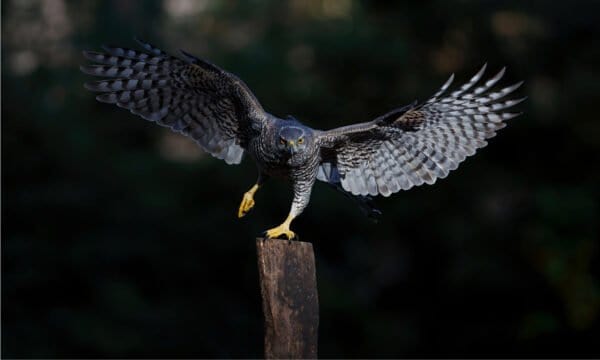 Discover 8 Types of Hawks in North Carolina - A-Z Animals