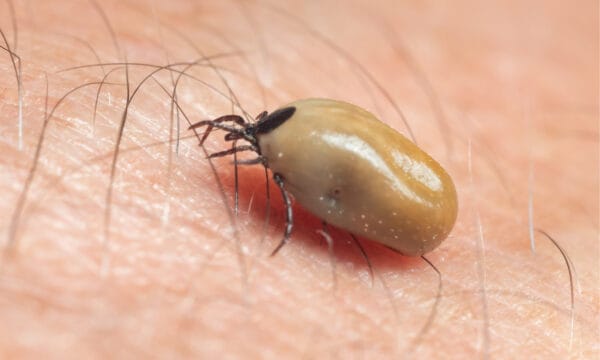 How to Spot Engorged Type of Ticks - A-Z Animals