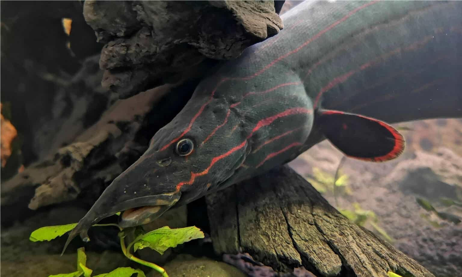 Fire Eel Animal Facts - Mastacembelus erythrotaenia - A-Z Animals