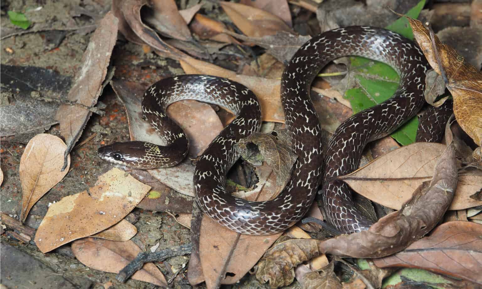 Stiletto Snake vs Wolf Snake: What are the Differences? - A-Z Animals