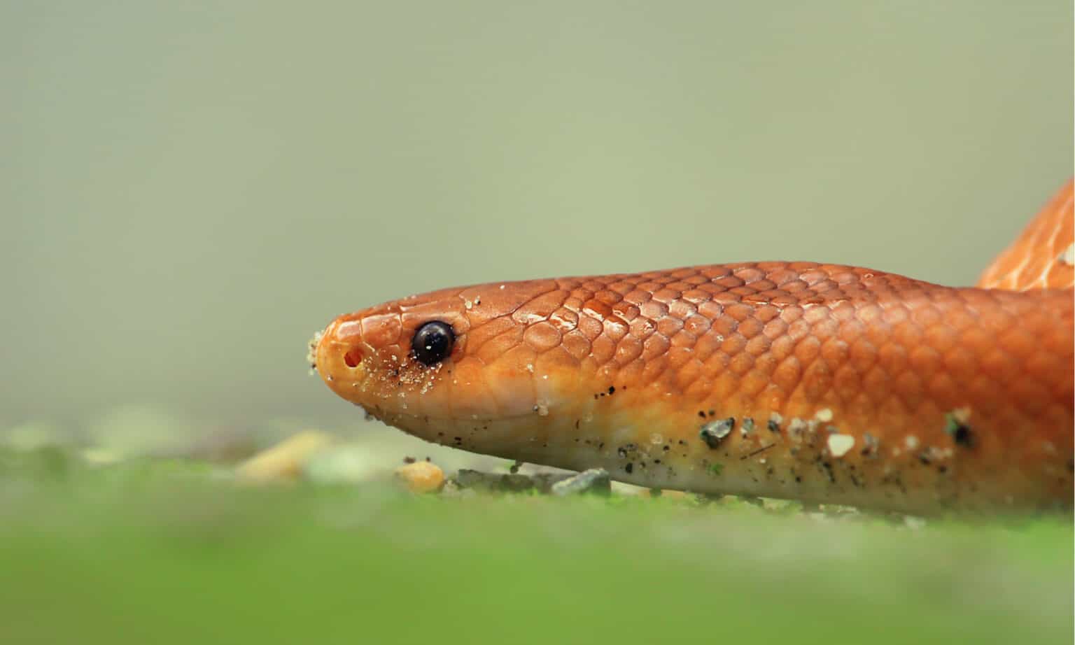 Discover 20 Incredible Red Snakes (7 Are Venomous!) - A-Z Animals