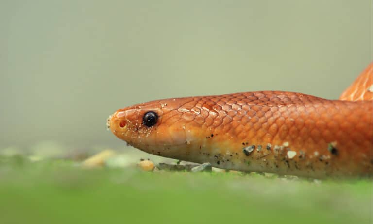 Discover 20 Incredible Red Snakes (7 Are Venomous!) - A-Z Animals