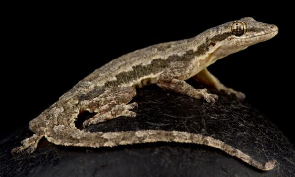 10 Geckos In Florida in 2024 - A-Z Animals