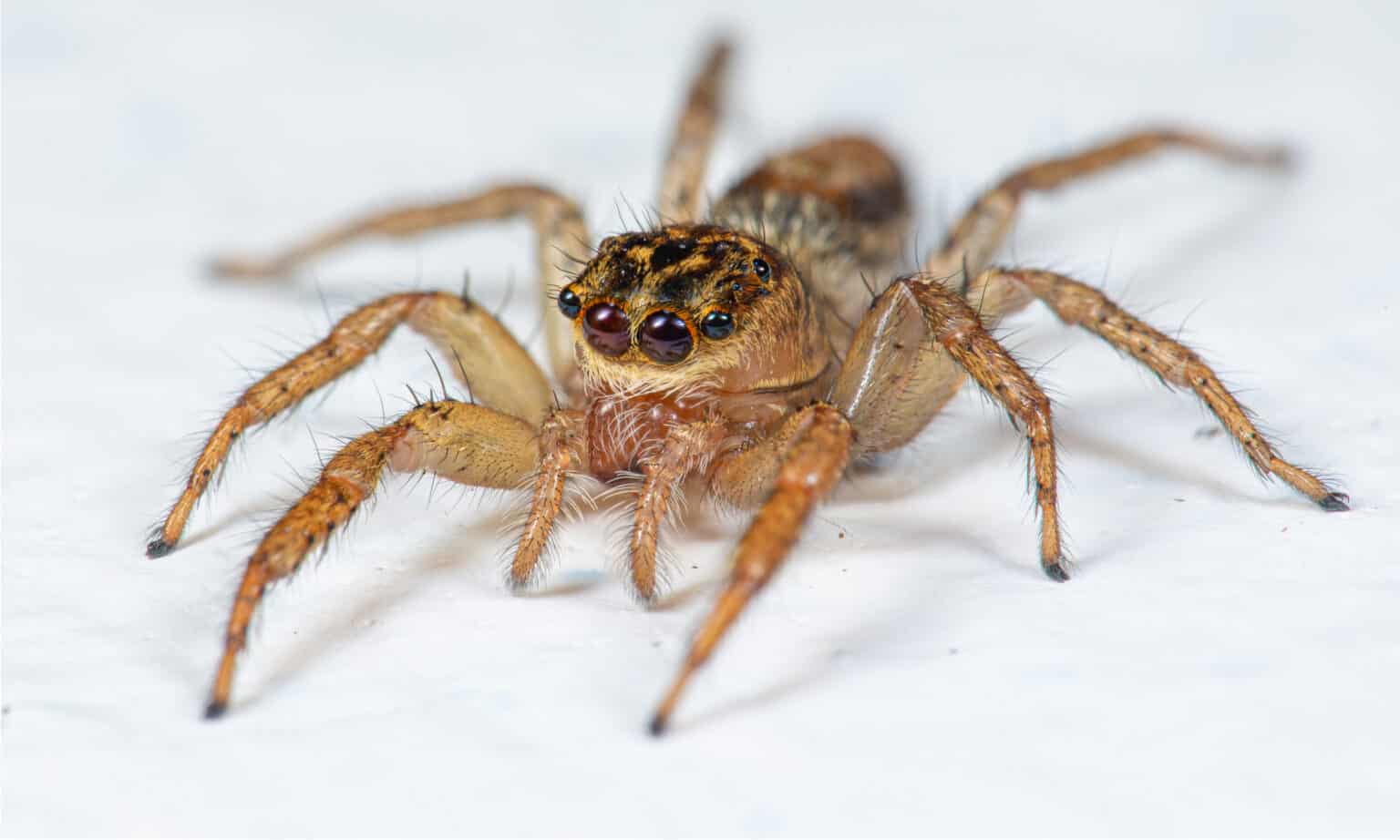 Garden Spiders in Texas: 29 Common Spiders in Gardens - A-Z Animals