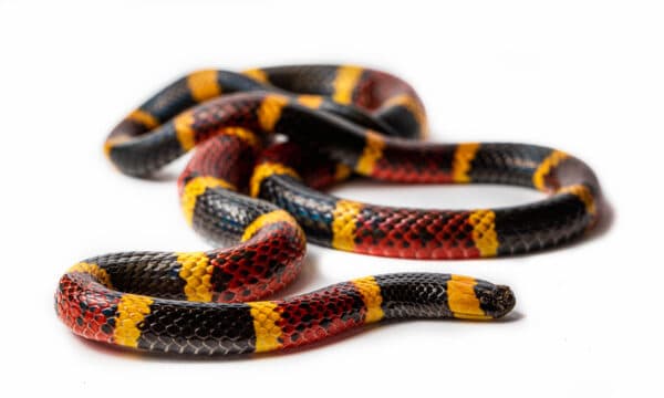 Arizona Coral Snake Animal Facts - Micruroides euryxanthus - A-Z Animals