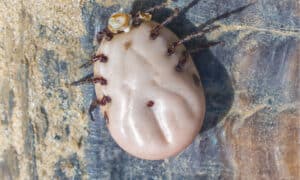 How to Spot Engorged Type of Ticks - A-Z Animals