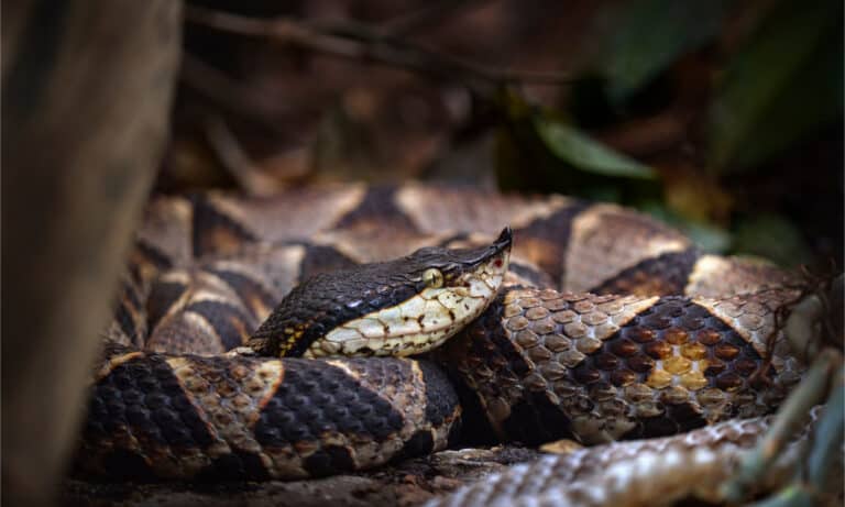 9 Snakes with the Weirdest Noses - A-Z Animals